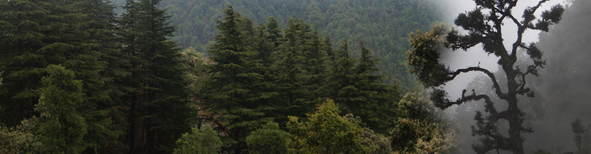 Welcome to Directorate of Forest Education, Dehradun - Uttarakhand